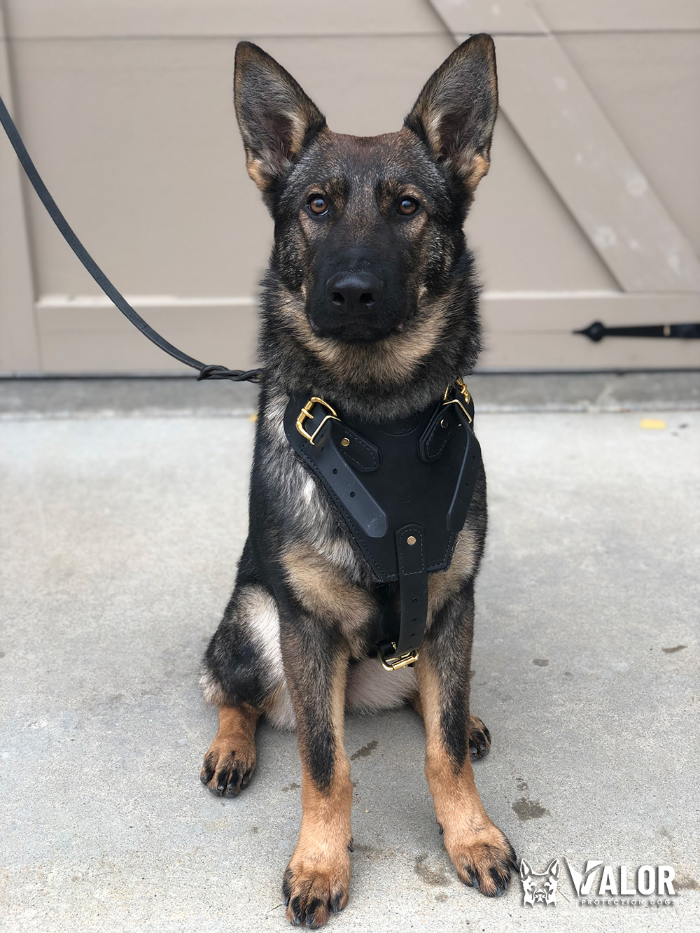 Meet Freya | Sable Female German Shepherd Family Guard Dog For Sale