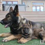 Meet Freya | Sable Female German Shepherd Family Guard Dog For Sale