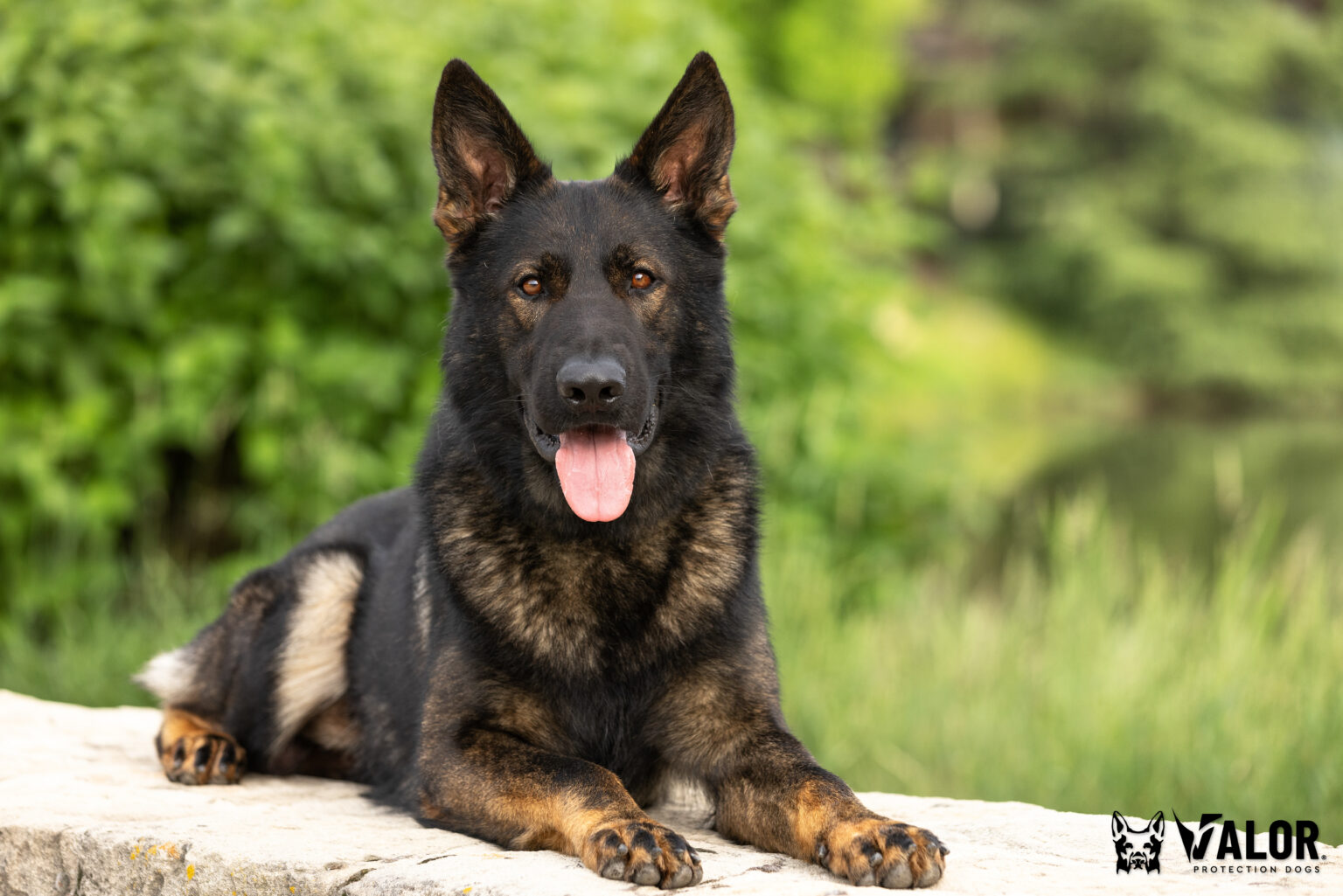 Trained Protection Dogs for Sale | Valor Protection Dogs®